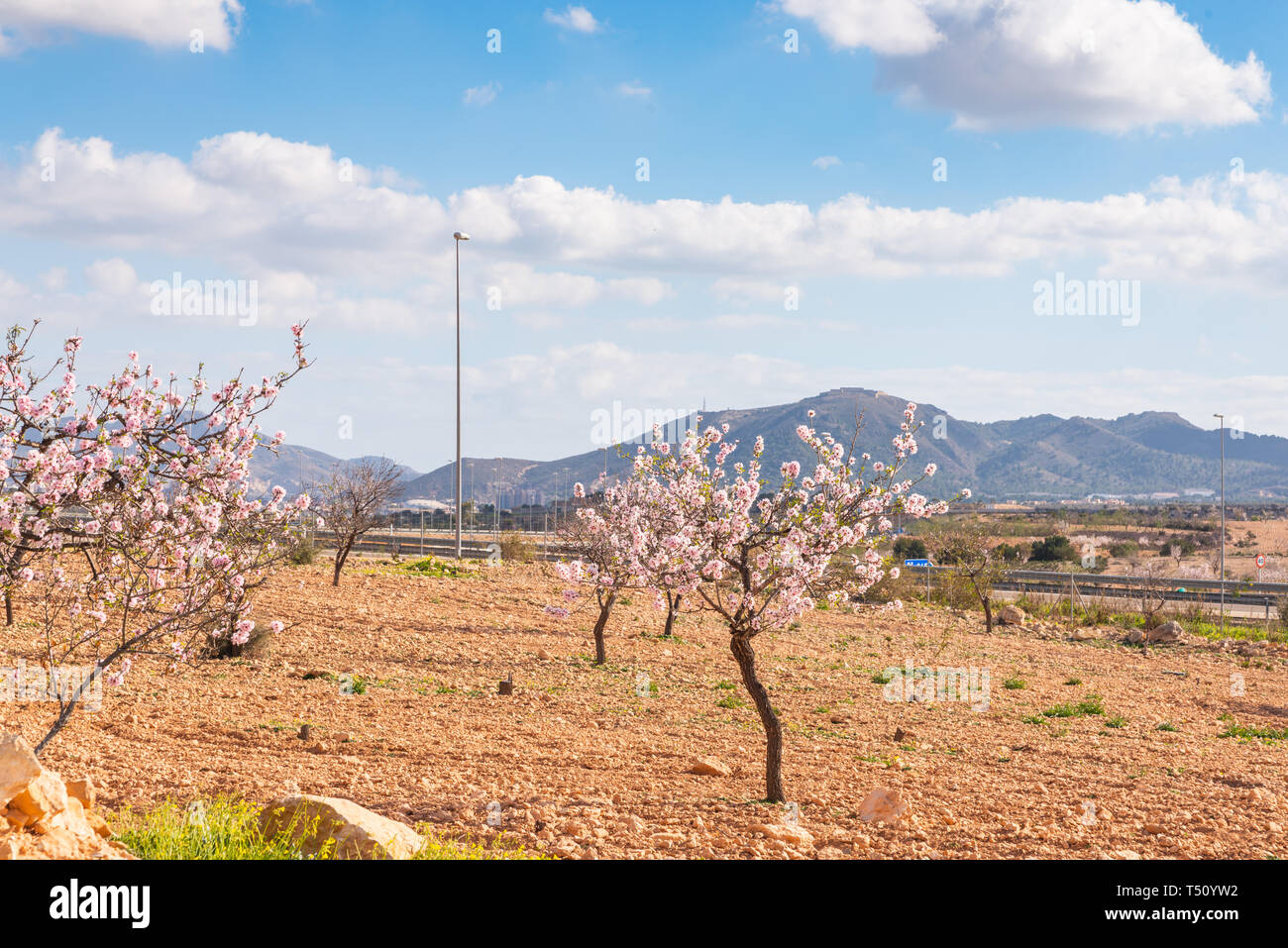 Blooming almond trees with pink and white flowers in a Spanish orchard ...
