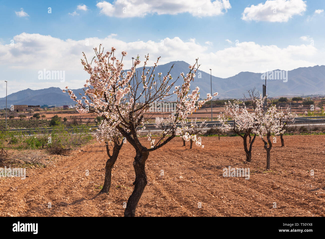 Blooming almond trees with pink and white flowers in a Spanish orchard ...