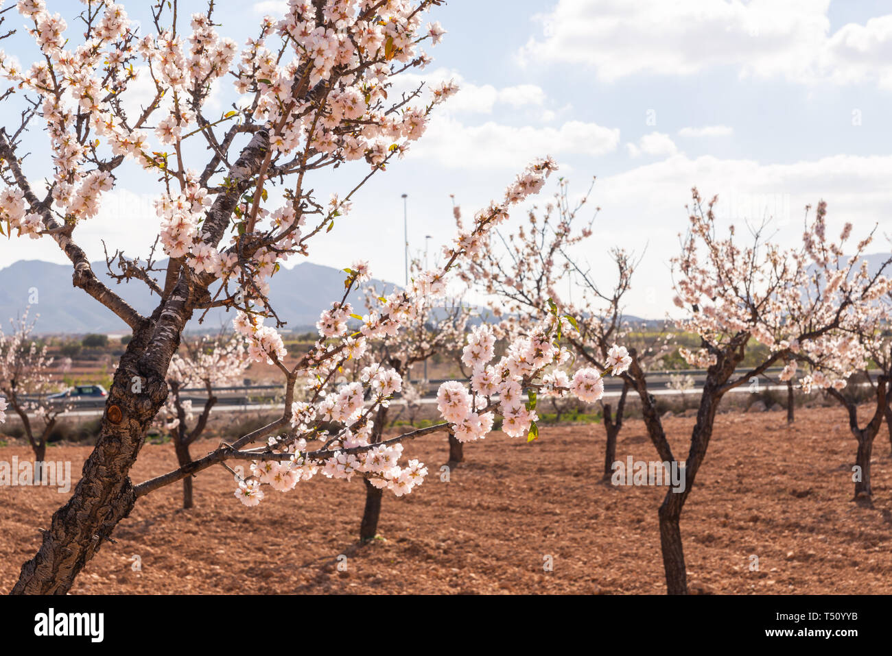 Blooming almond trees with pink and white flowers in a Spanish orchard ...