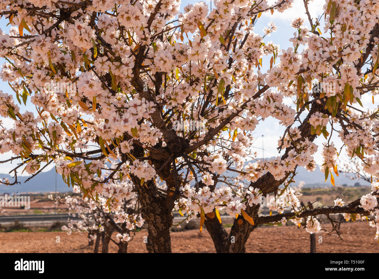 Blooming almond trees with pink and white flowers in a Spanish orchard ...