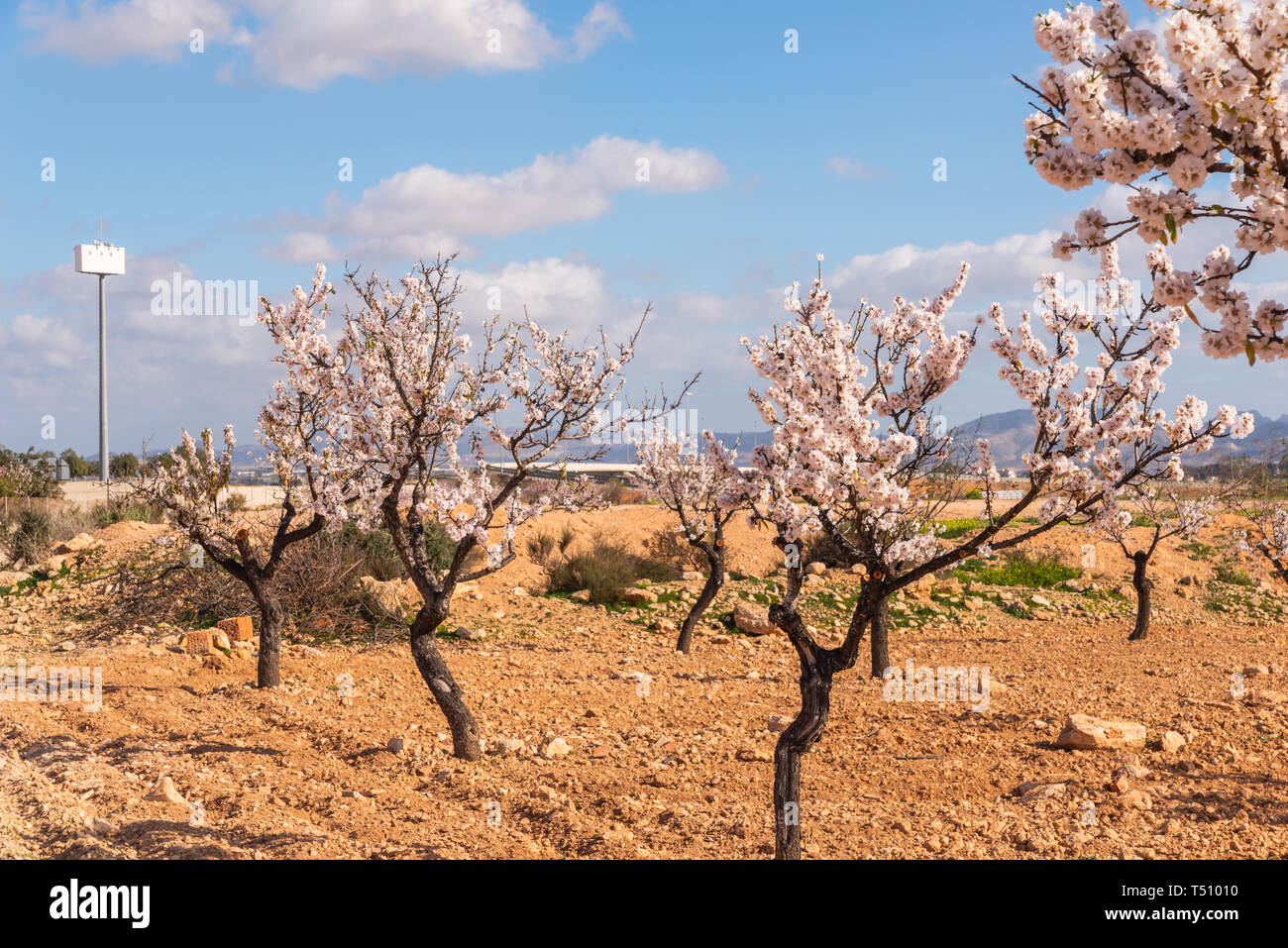 Blooming almond trees with pink and white flowers in a Spanish orchard ...