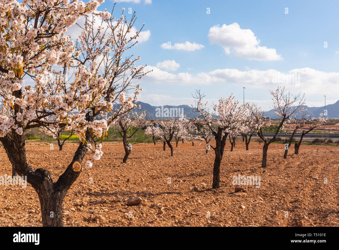 Blooming almond trees with pink and white flowers in a Spanish orchard ...