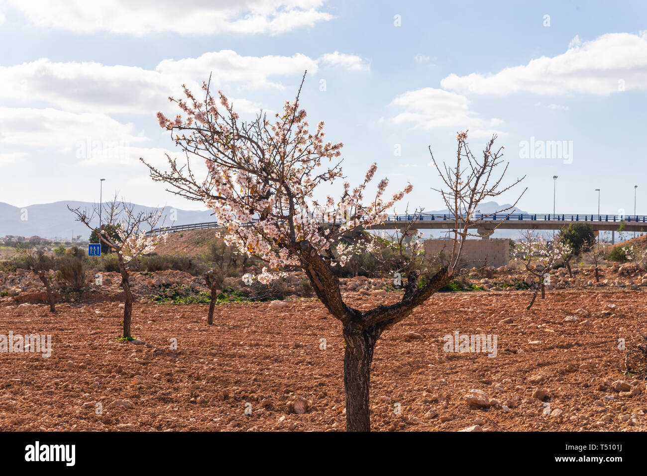 Blooming almond trees with pink and white flowers in a Spanish orchard ...