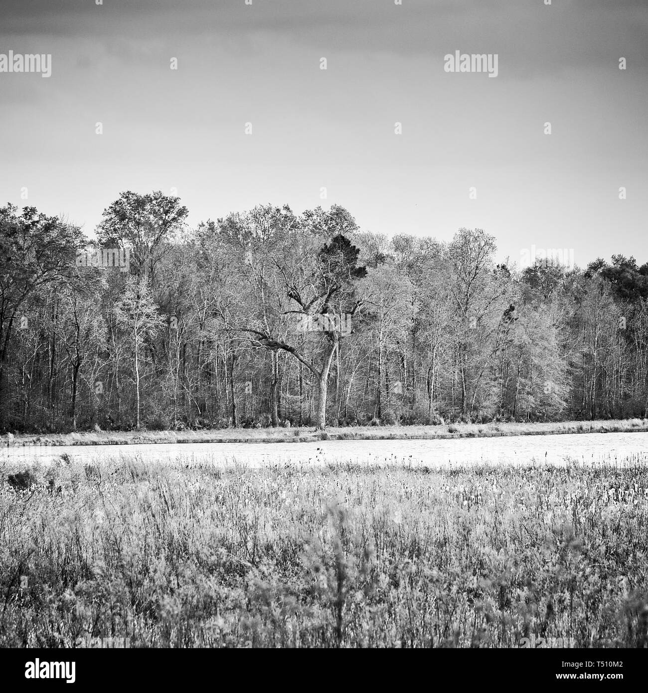 Texas USA - 03/08/2019 - Lone Dead Tree By Lake in B&W Stock Photo - Alamy