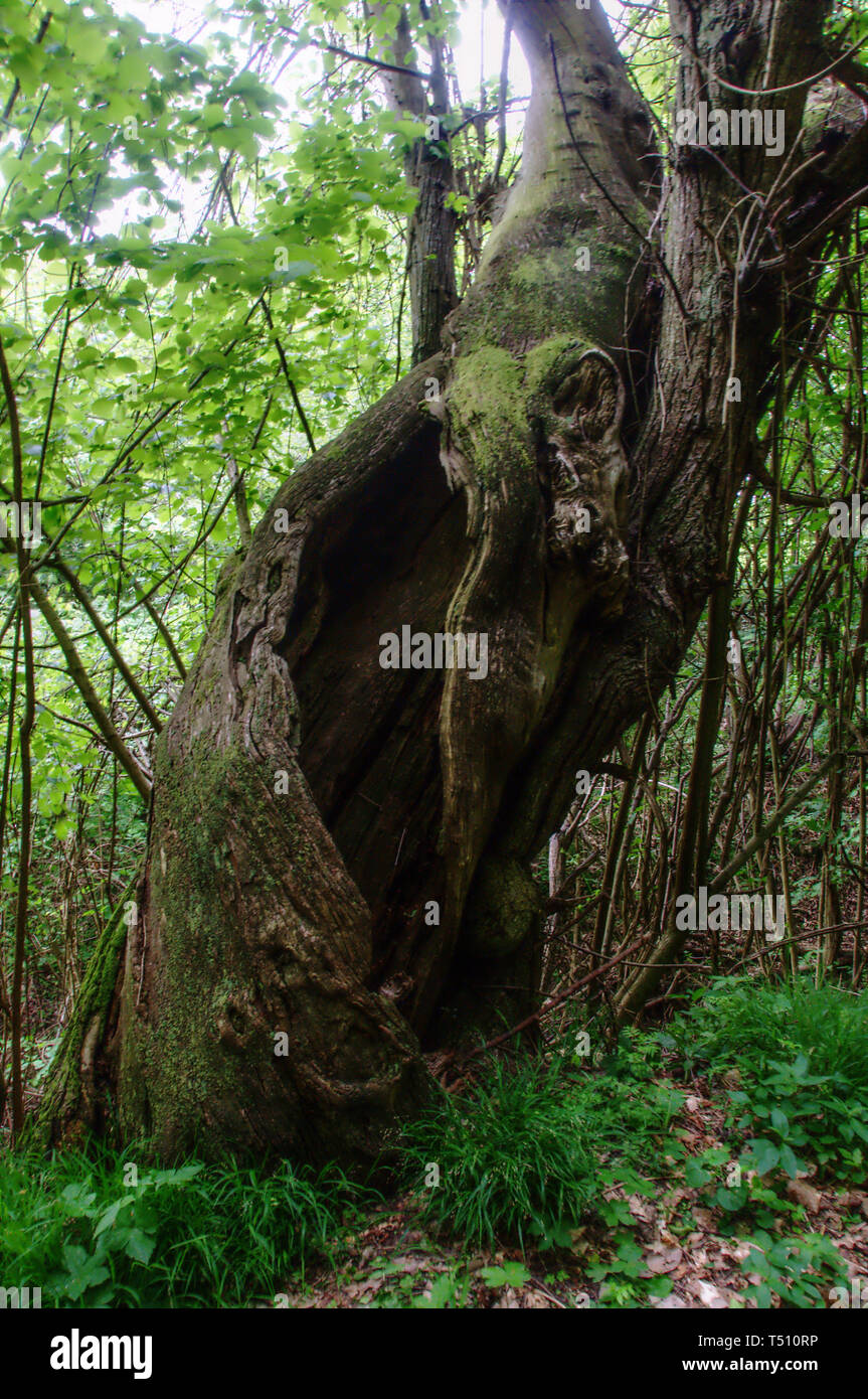 Tree stump on the floor of Chestnut woods, Dego in the Ligurian ...