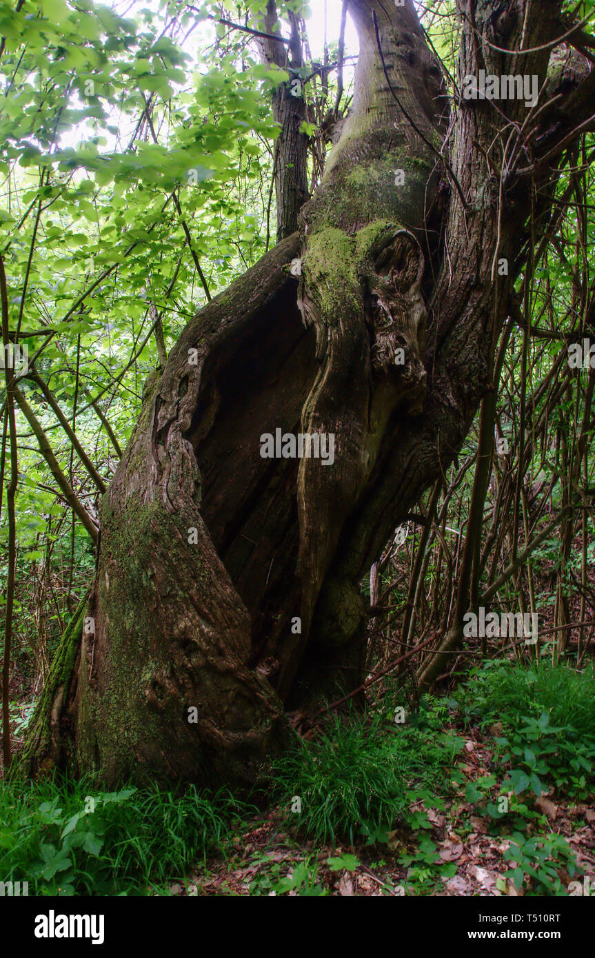 Tree stump on the floor of Chestnut woods, Dego in the Ligurian ...