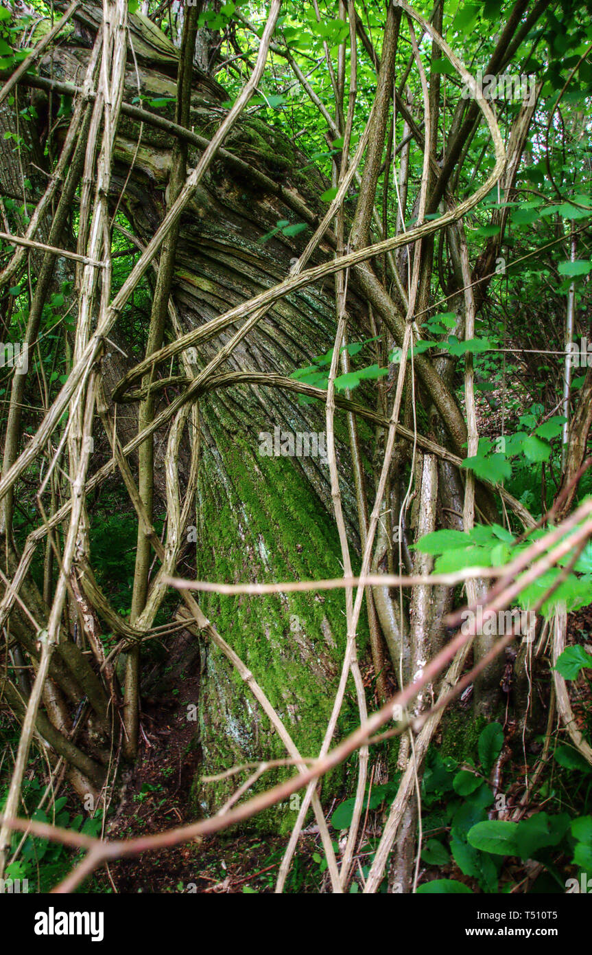 Tree stump on the floor of Chestnut woods, Dego in the Ligurian ...
