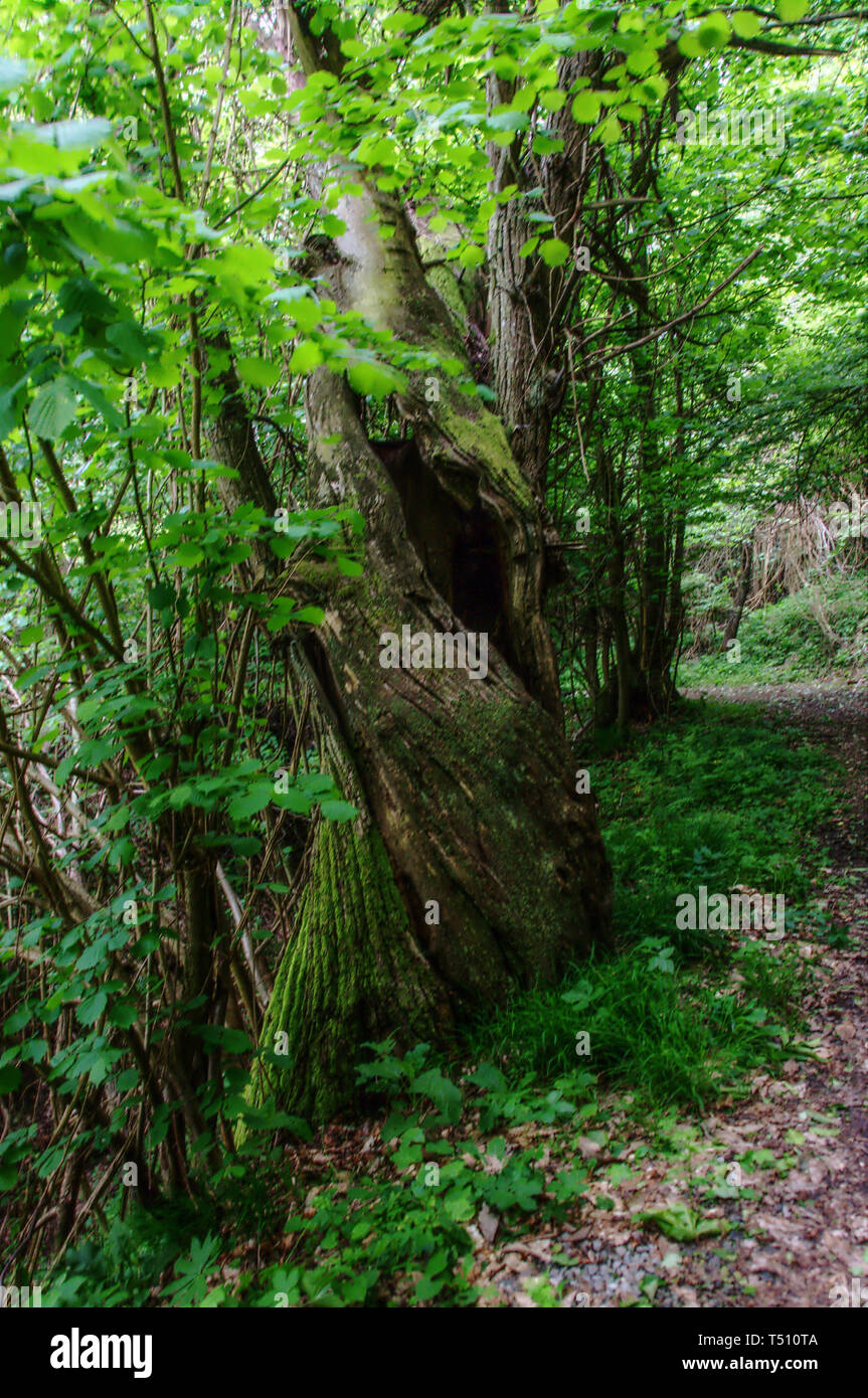 Tree stump on the floor of Chestnut woods, Dego in the Ligurian ...