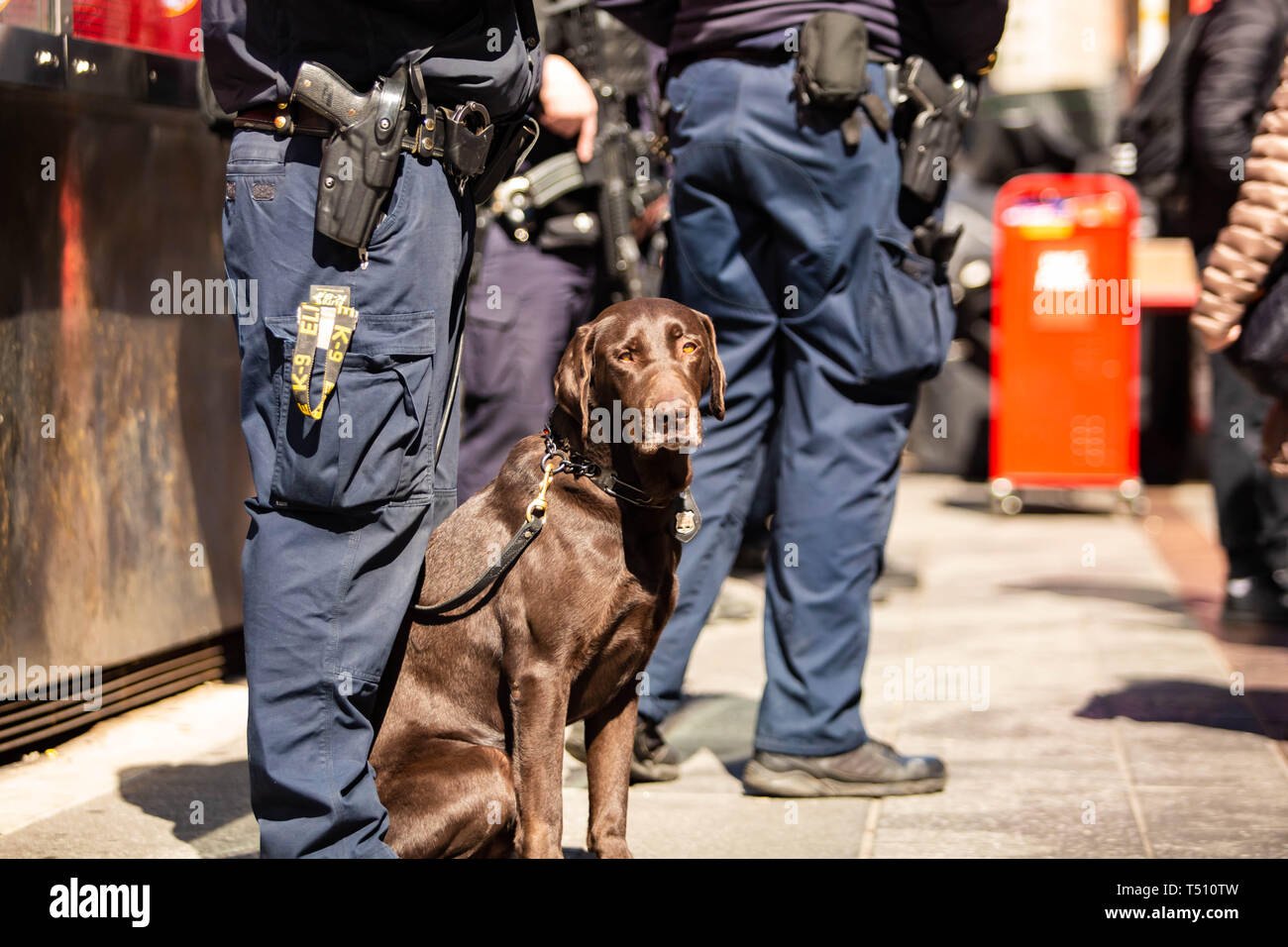 Police sniffing dogs guard hi-res stock photography and images - Alamy