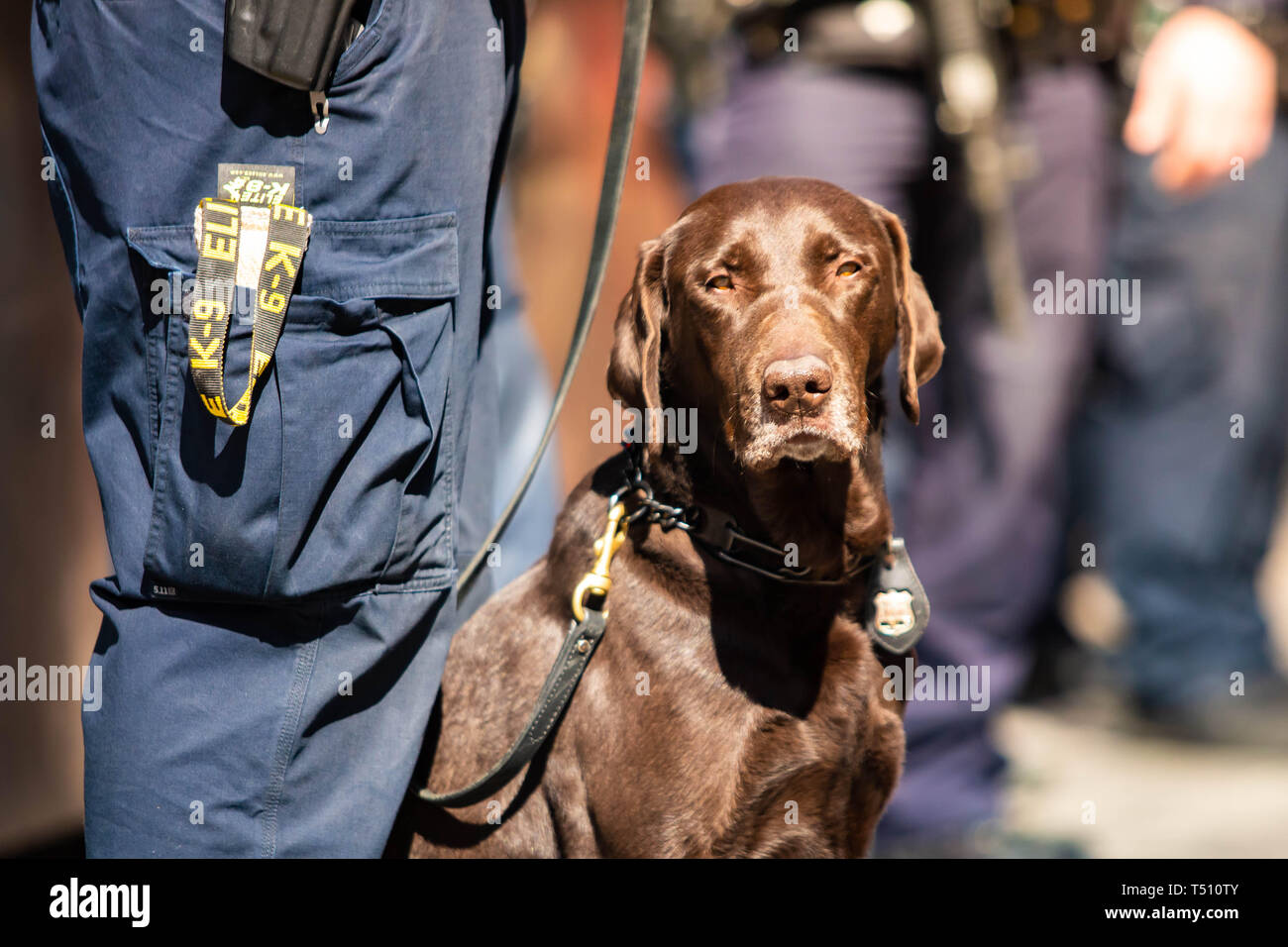 Police sniffing dogs guard hi-res stock photography and images - Alamy