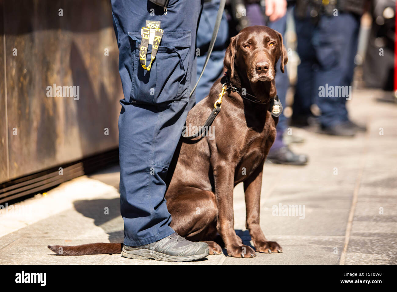 Police sniffing dogs guard hi-res stock photography and images - Alamy