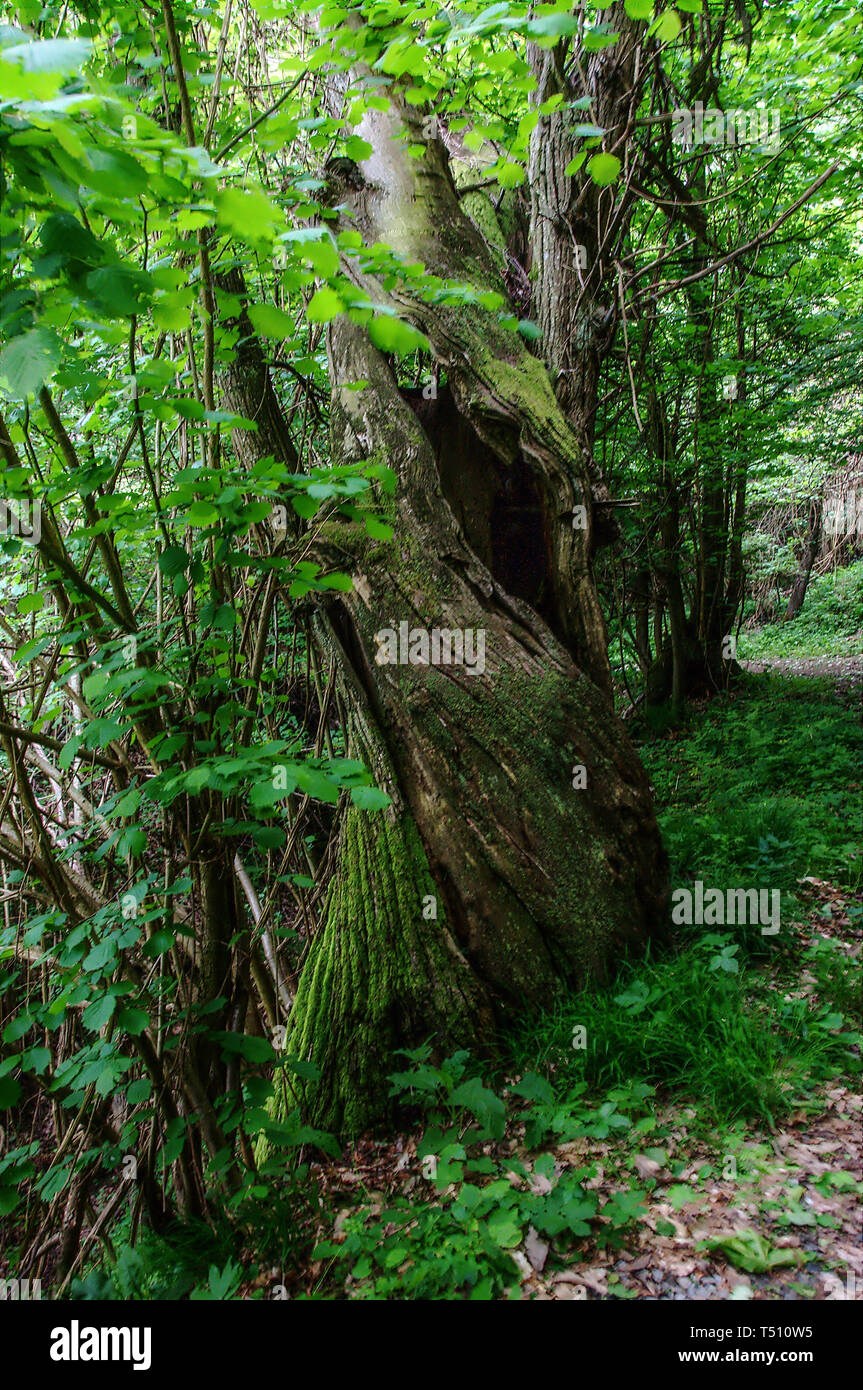 Tree stump on the floor of Chestnut woods, Dego in the Ligurian ...