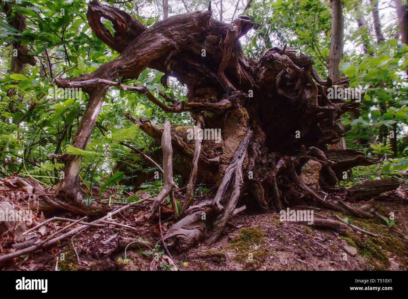 Tree stump on the floor of Chestnut woods, Dego in the Ligurian ...