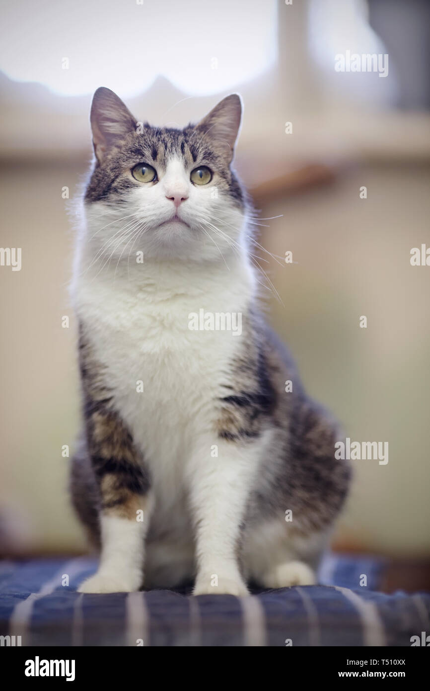 Striped spots hi-res stock photography and images - Alamy