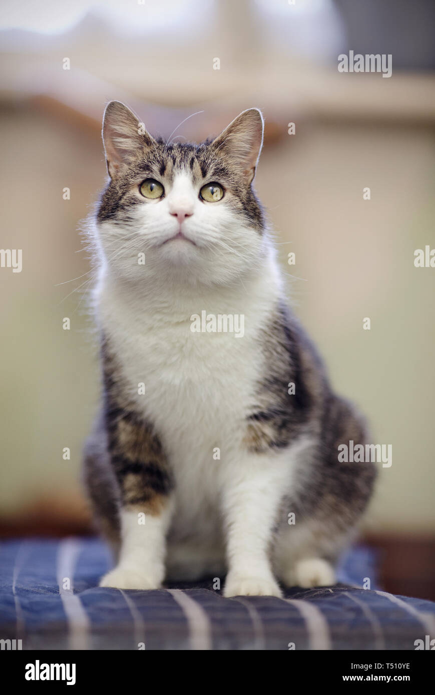 Striped spots hi-res stock photography and images - Alamy