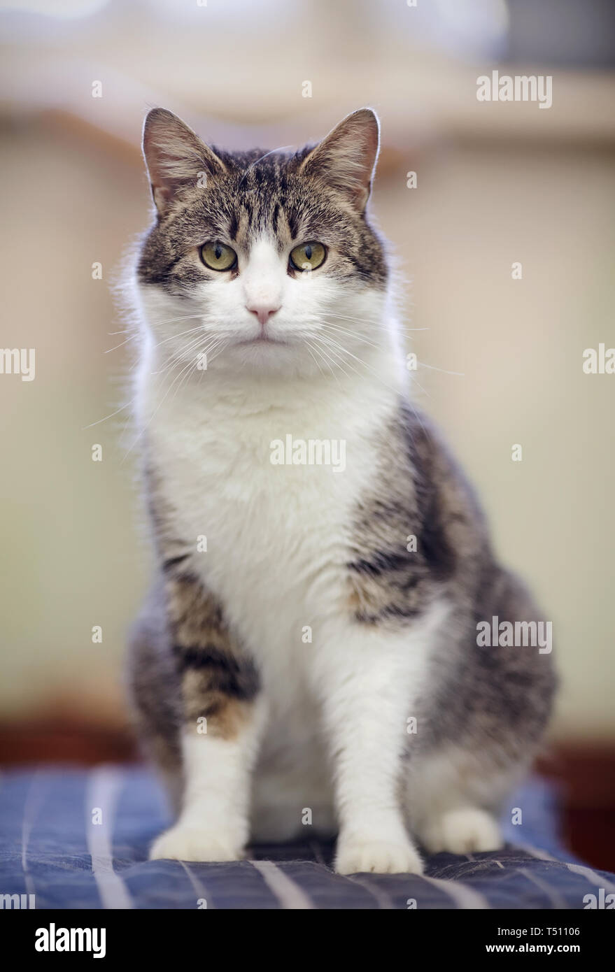 Striped spots hi-res stock photography and images - Alamy