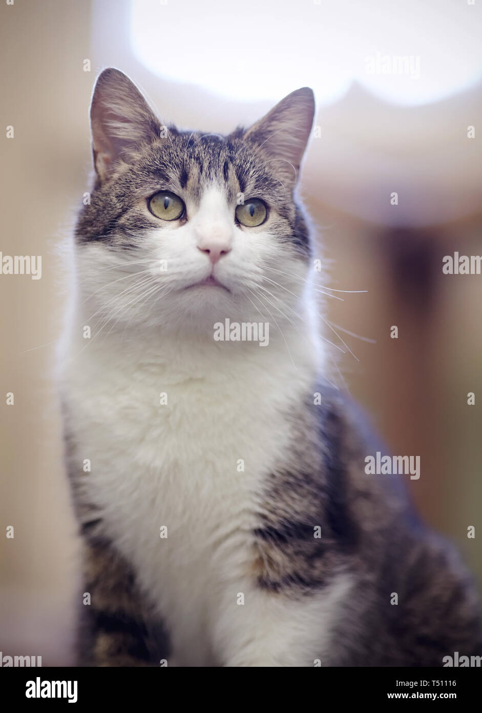 Striped spots hi-res stock photography and images - Alamy