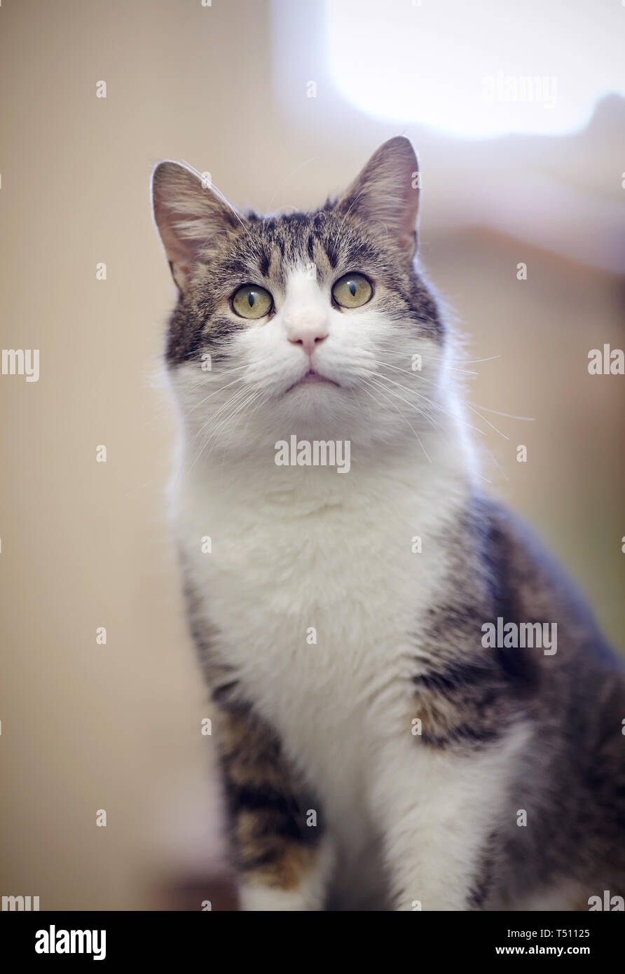 Portrait of the domestic cat of a white color with striped spots Stock ...