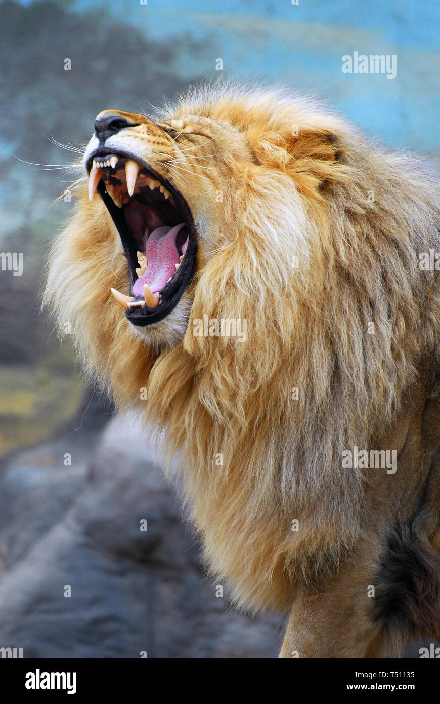 Angola lowe hi-res stock photography and images - Alamy
