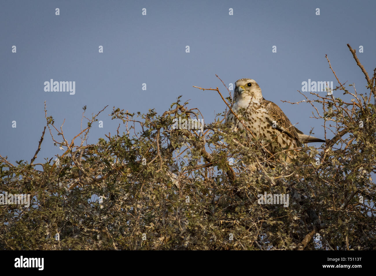 saker falcon national bird of mangolia visiting bikaner, rajasthan ...