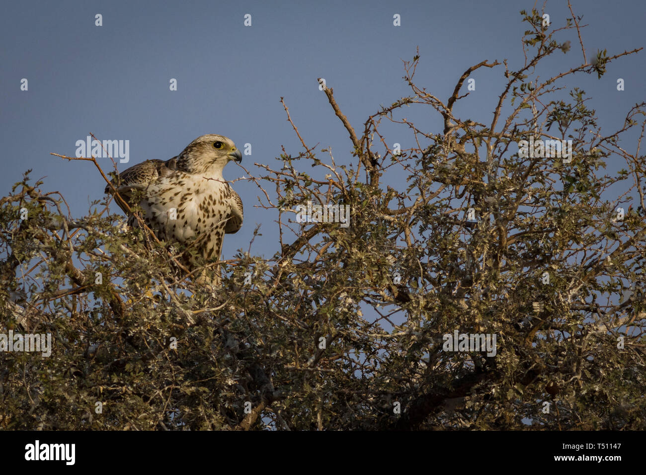 saker falcon national bird of mangolia visiting bikaner, rajasthan ...