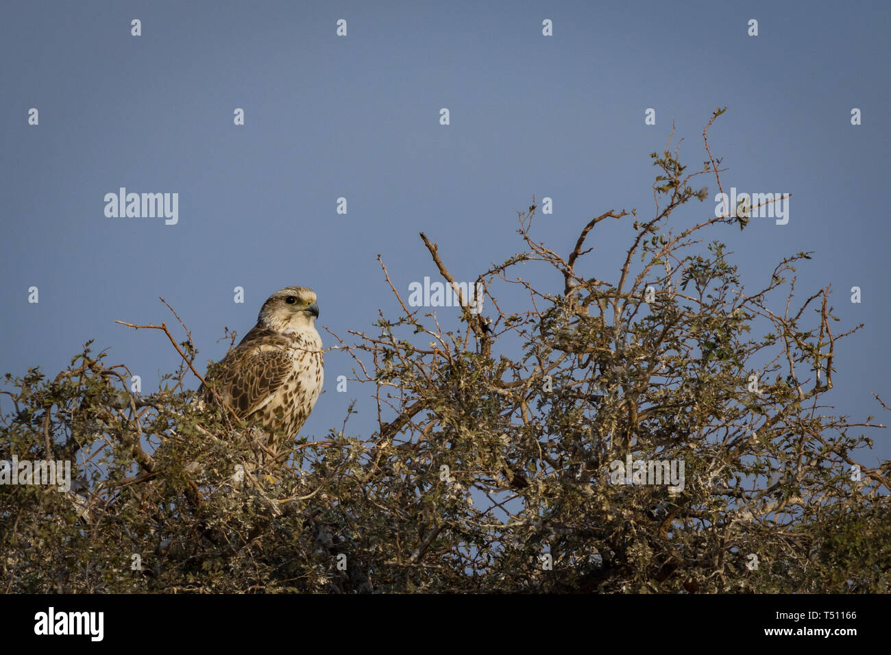 saker falcon national bird of mangolia visiting bikaner, rajasthan ...