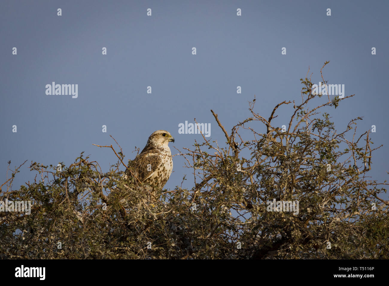 saker falcon national bird of mangolia visiting bikaner, rajasthan ...