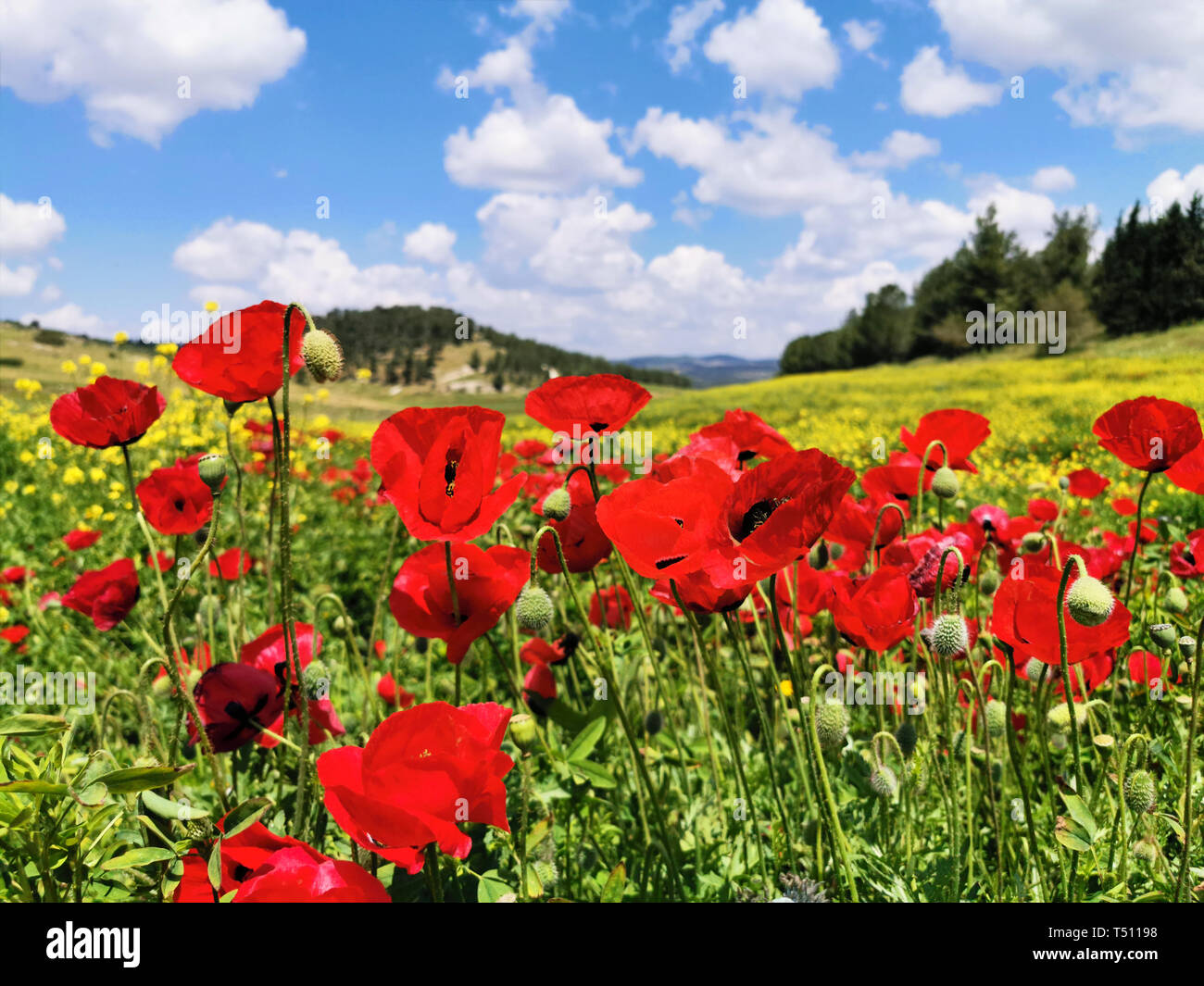 Beautiful Poppies in a meadow of Israeli national park Adulam Stock ...