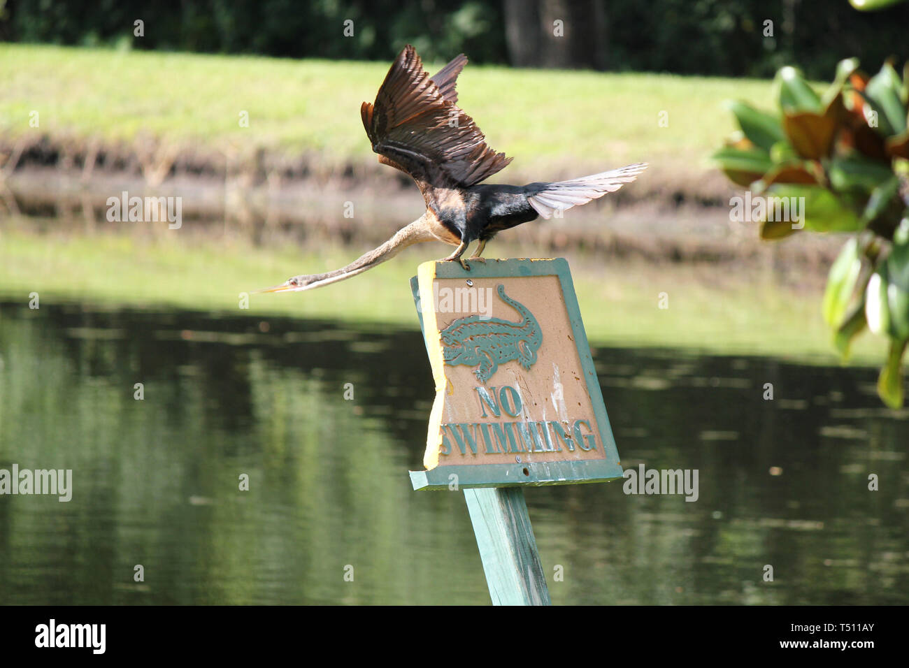 Perched on warning sign hi-res stock photography and images - Alamy