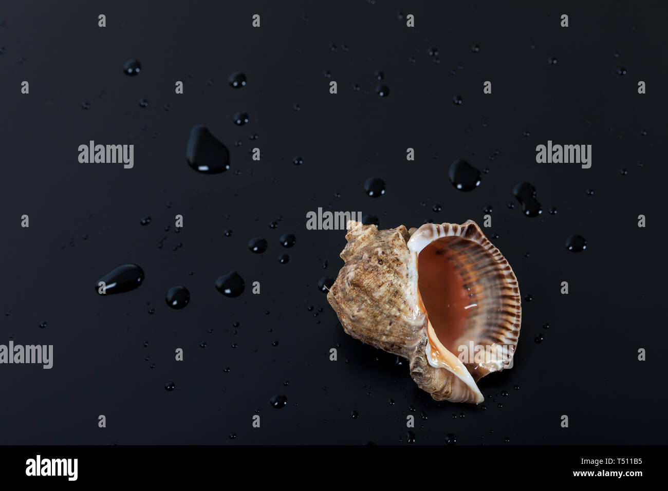 Wet shell from rapana venosa on black background with water drops Stock ...