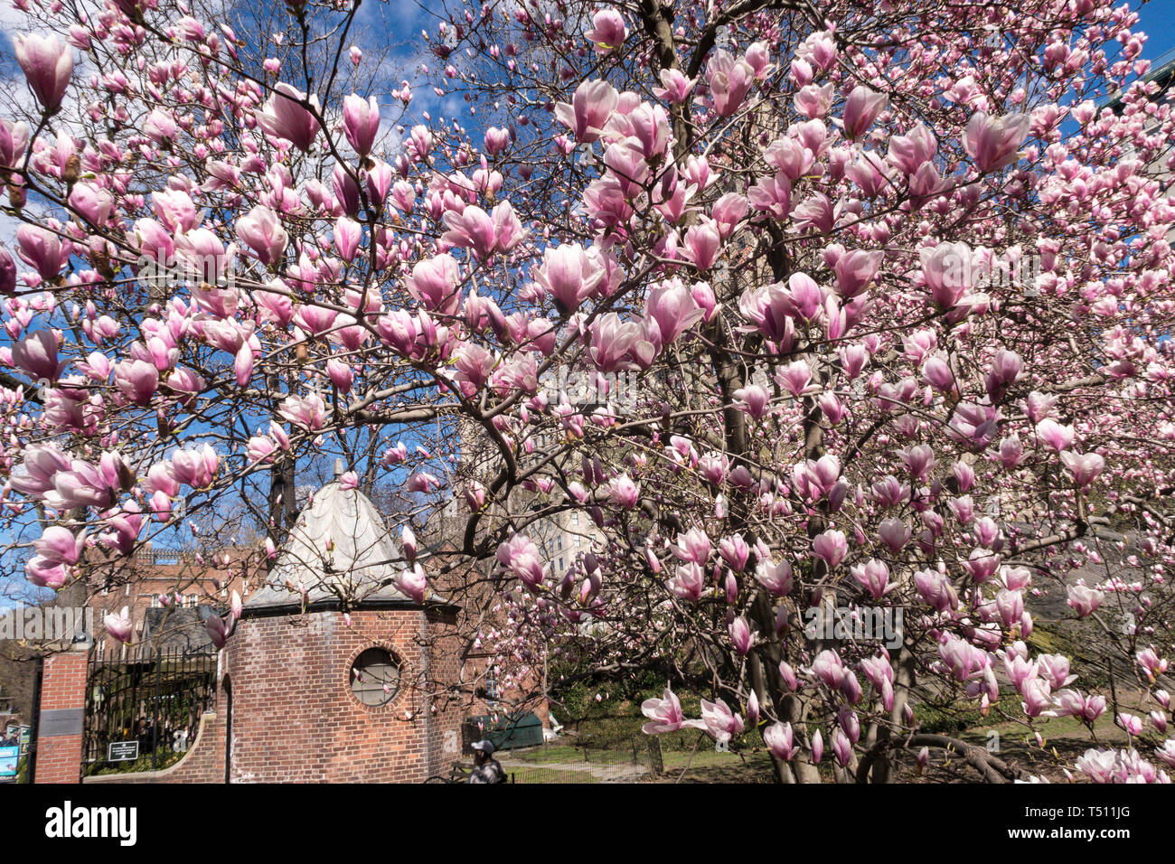 Central Park is beautiful in the springtime, NYC, USA Stock Photo - Alamy