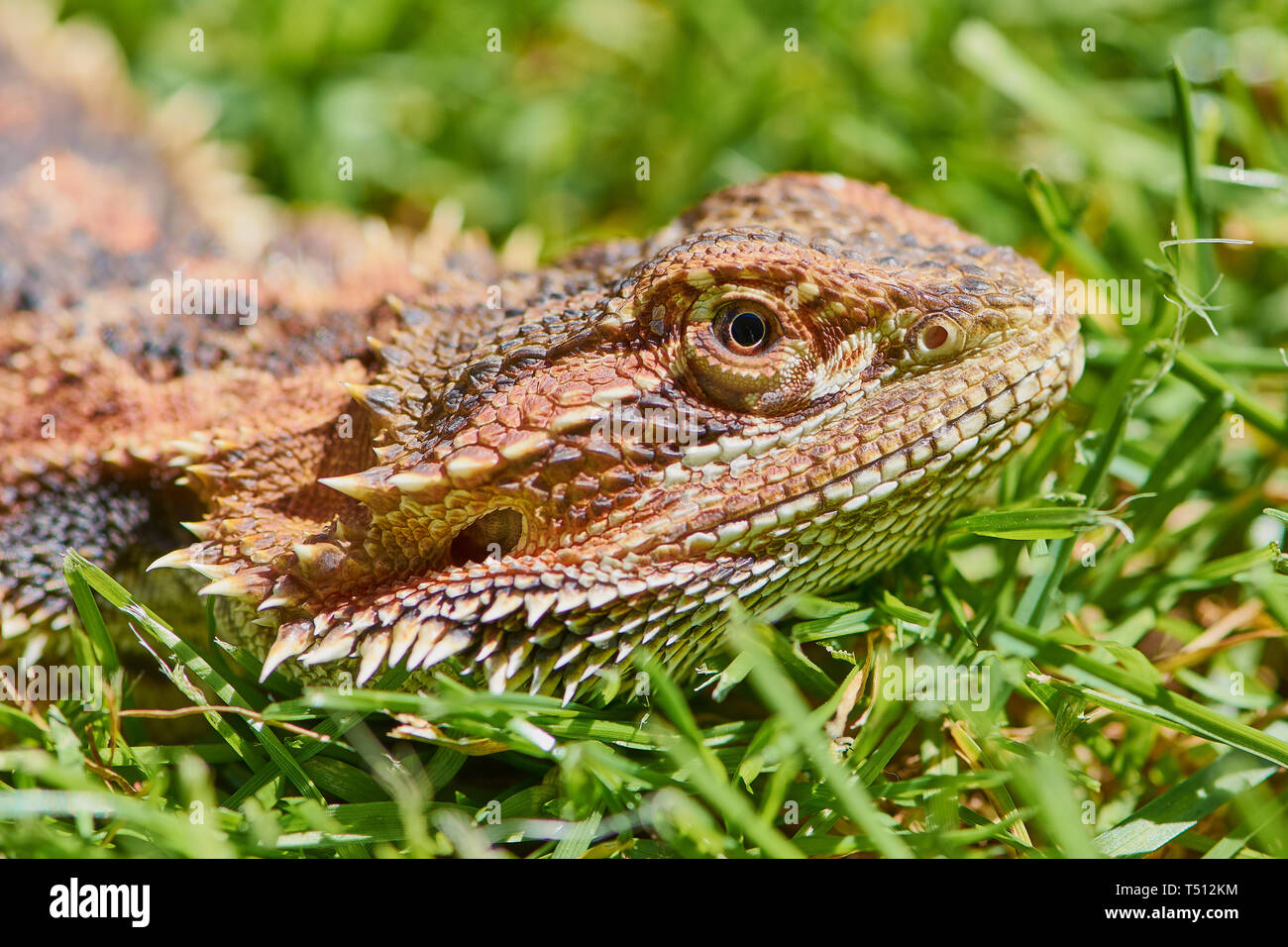 Lying Dragon High Resolution Stock Photography and Images - Alamy