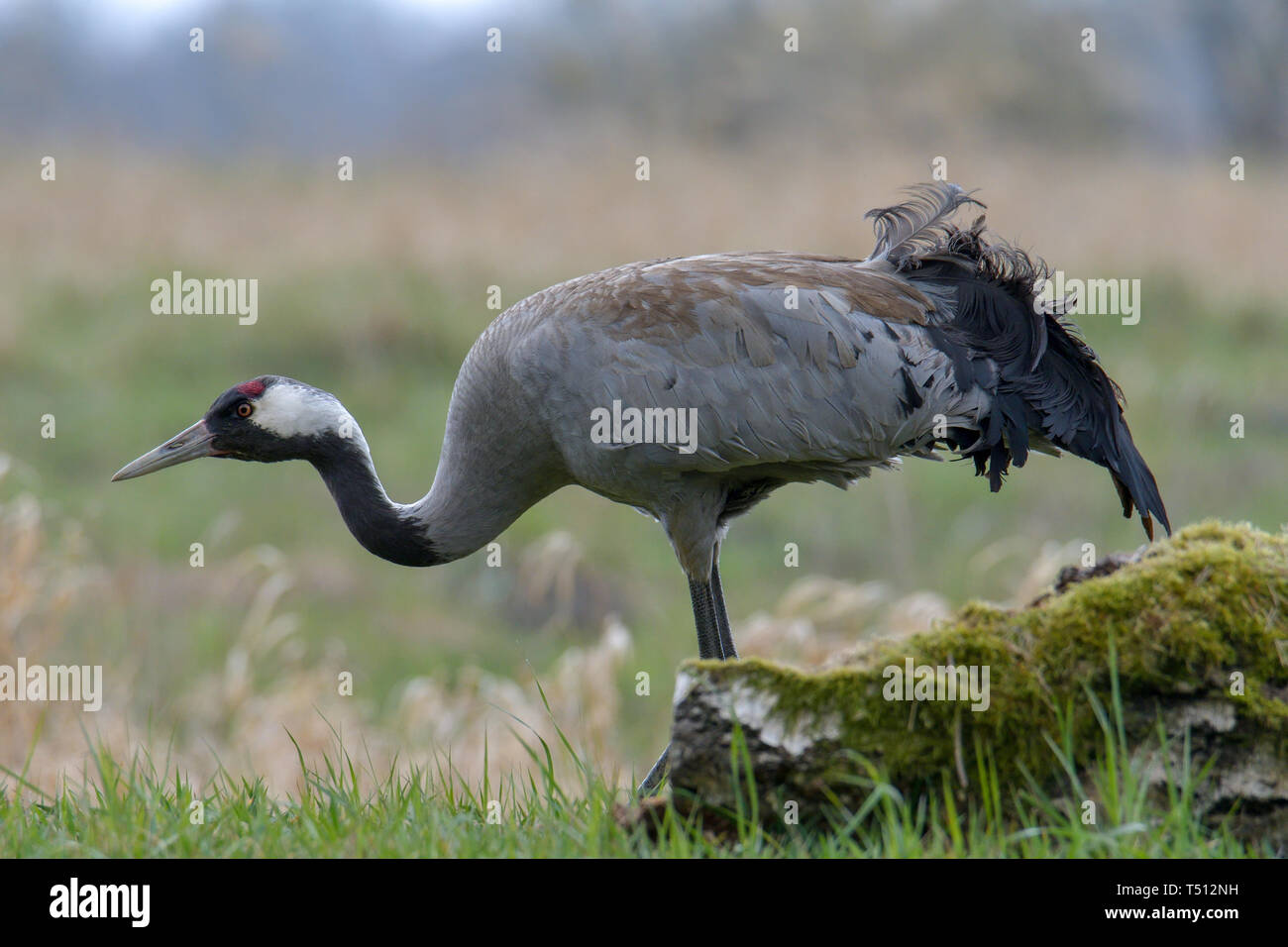 Big grey bird hi-res stock photography and images - Alamy