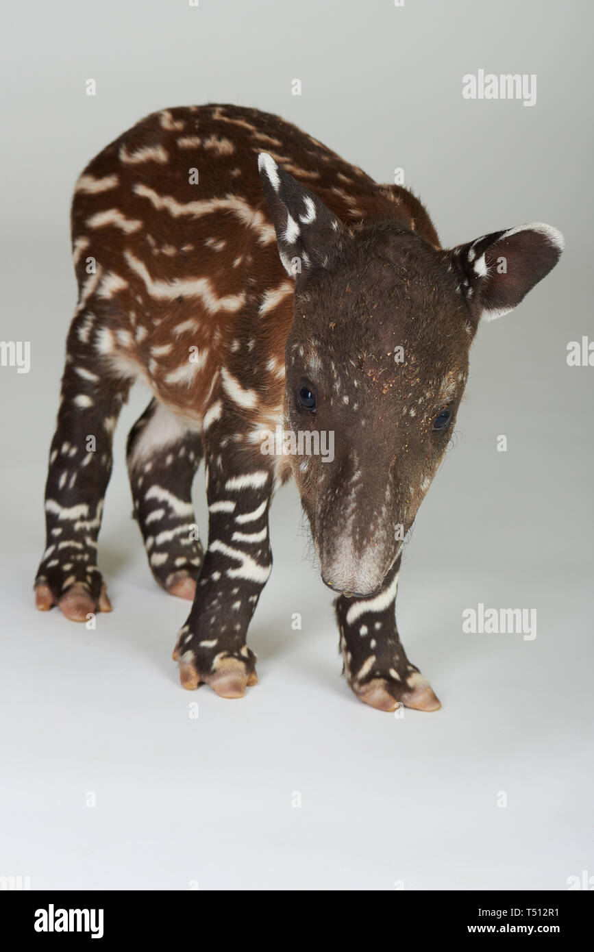 Tapir standing on studio background isolated view Stock Photo - Alamy