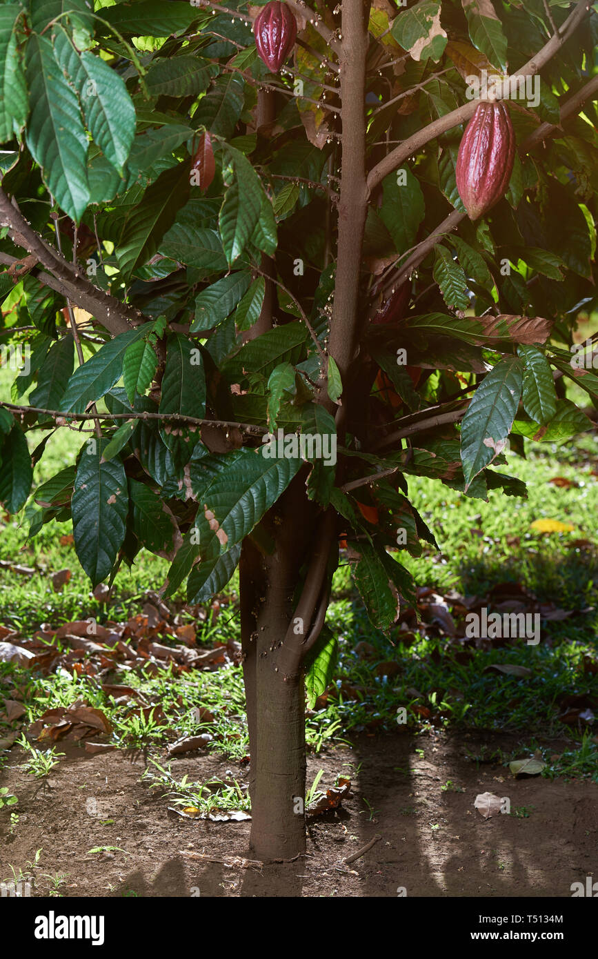 Chocolate tree hi-res stock photography and images - Alamy