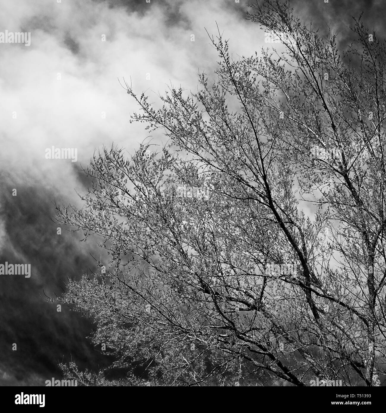 Tree with new leaves hi-res stock photography and images - Alamy