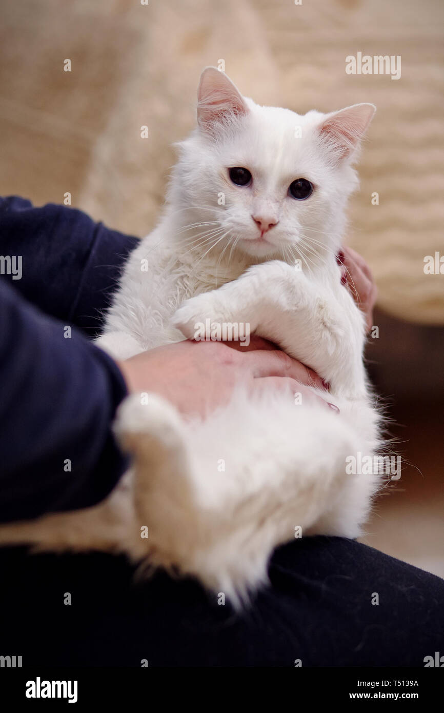 White fluffy domestic cat on hands Stock Photo - Alamy