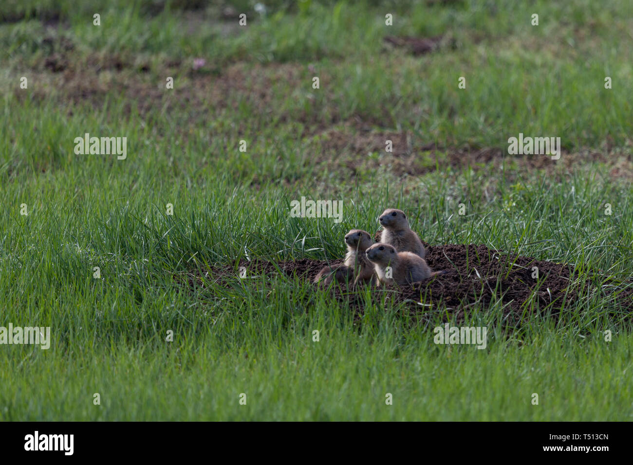 Three little prairie dog babies sitting in the dirt of their ...