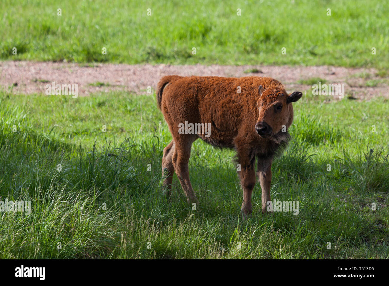 A cute little baby bison standing in the green spring grass in Wind ...