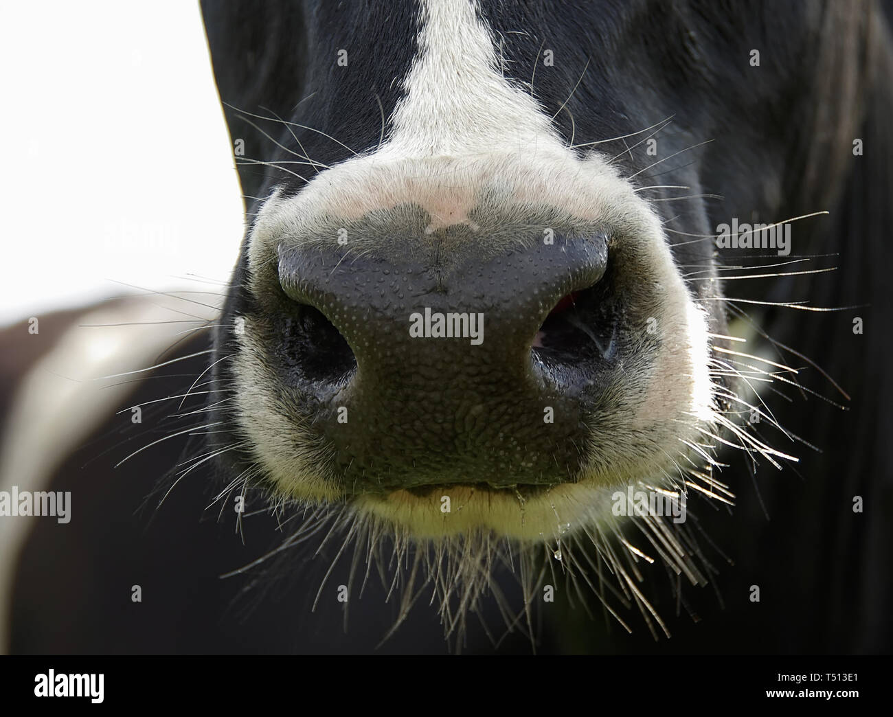 Spotty cow hi-res stock photography and images - Alamy