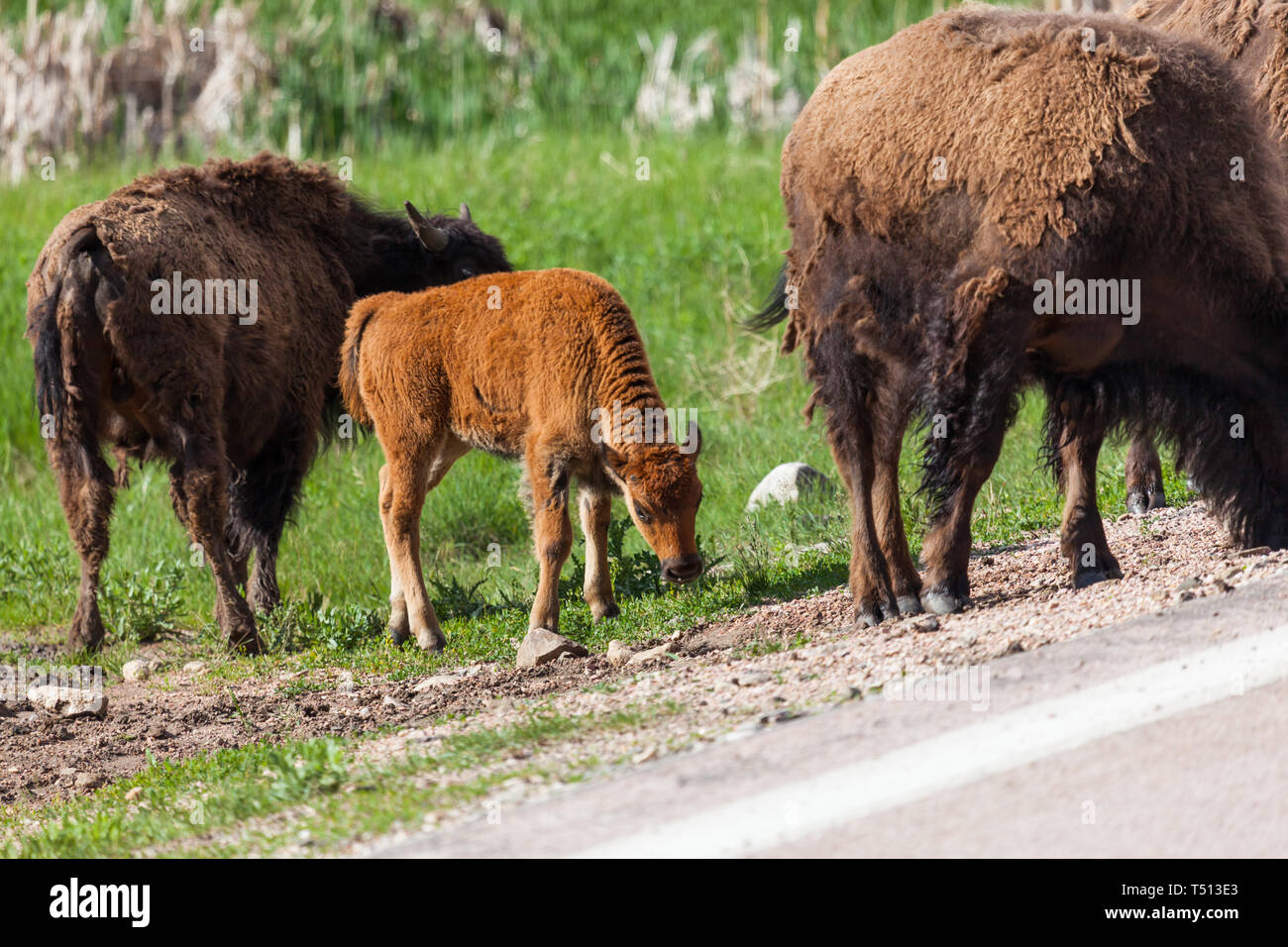 Yearling bison hi-res stock photography and images - Alamy
