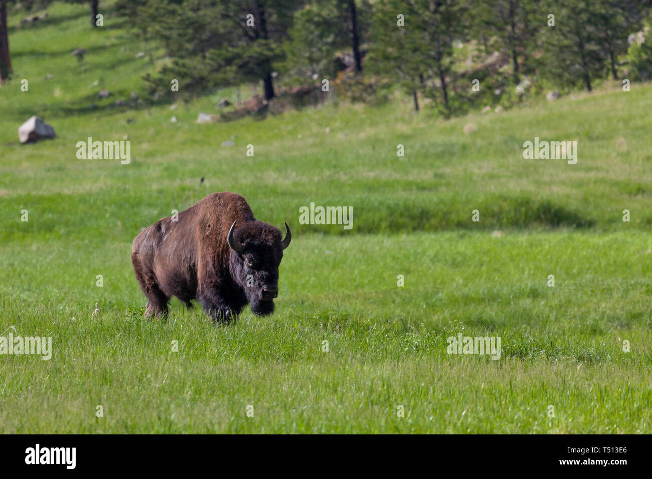 Buffalo walking across field hi-res stock photography and images - Alamy