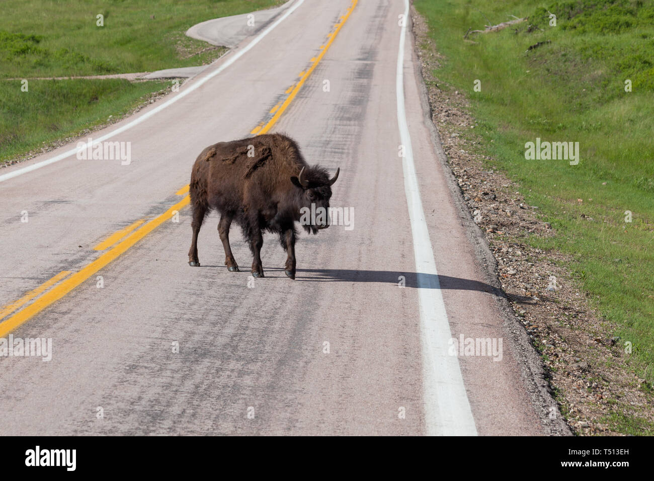 A yearling bison walking across a two lane road in Wind Cave National ...
