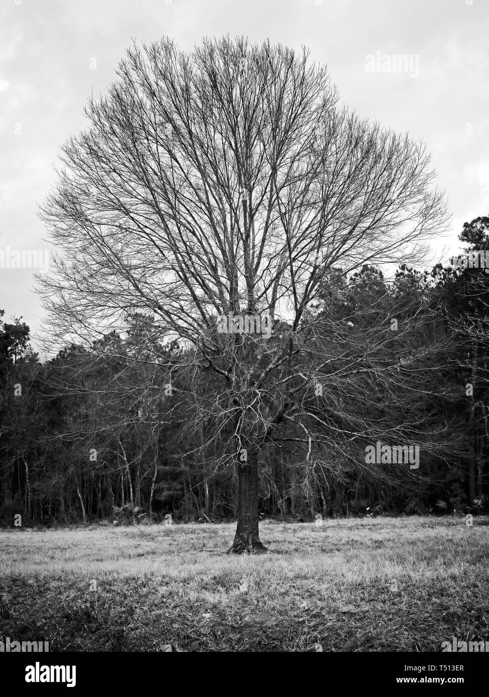 Woodlands texas Black and White Stock Photos & Images - Alamy