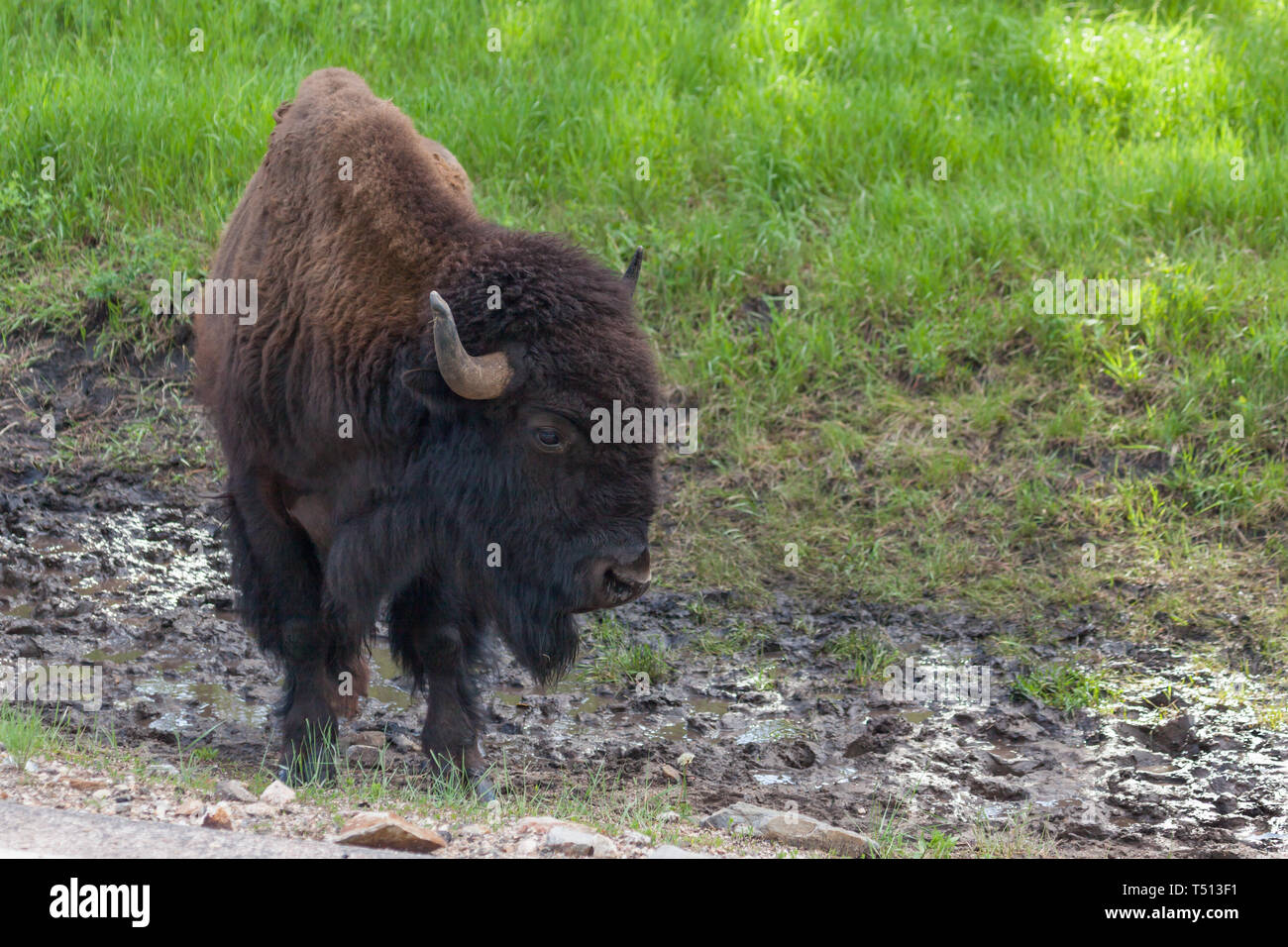 A large male bison standing in a muddy trench next to a road with green ...