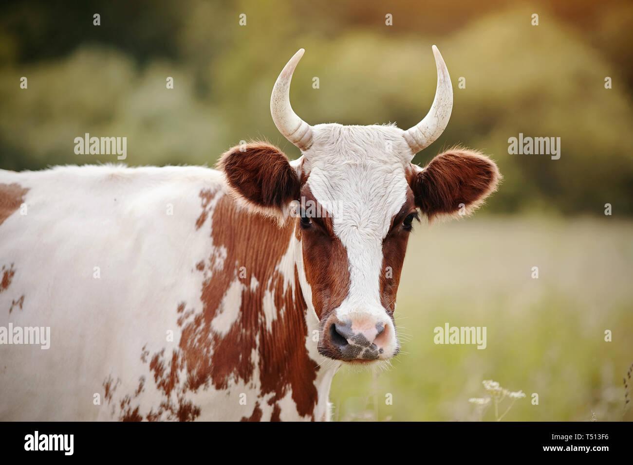 Portrait of a cow, white with red spots, on a pasture Stock Photo - Alamy