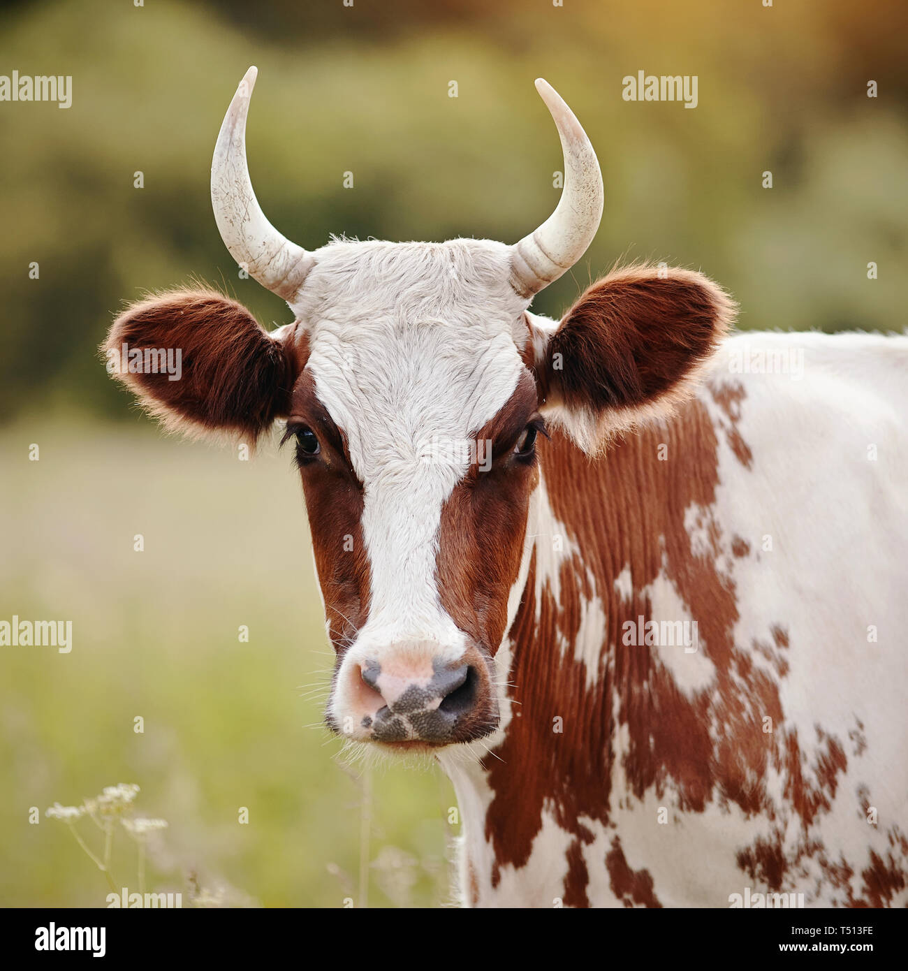 Portrait of a cow, white with red spots, on a pasture Stock Photo - Alamy