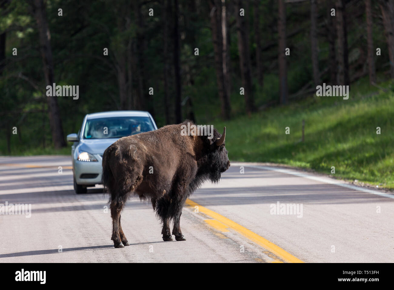 Buffalo lane hi-res stock photography and images - Alamy
