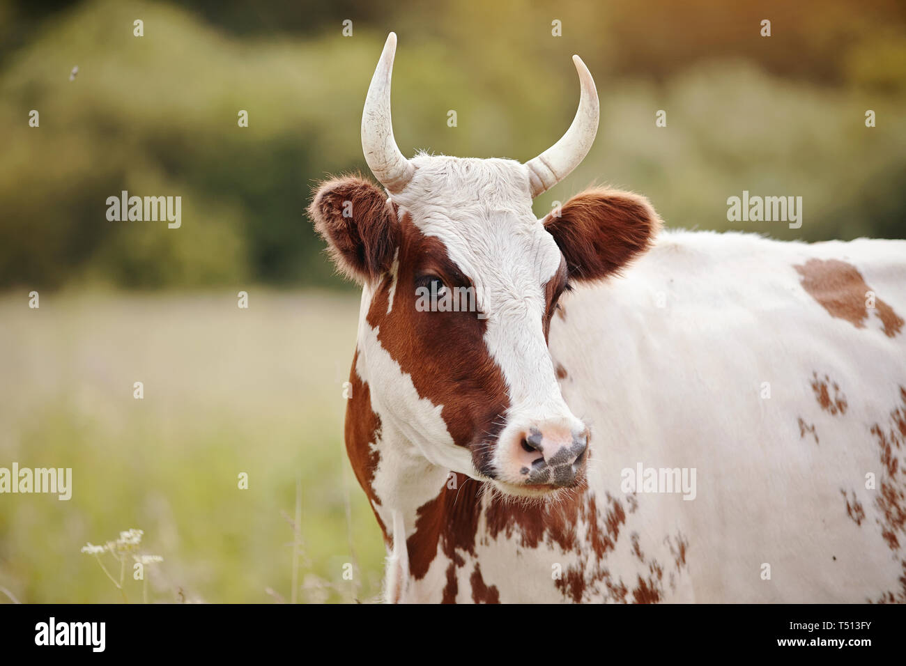 Portrait of a cow, white with red spots, on a pasture Stock Photo - Alamy