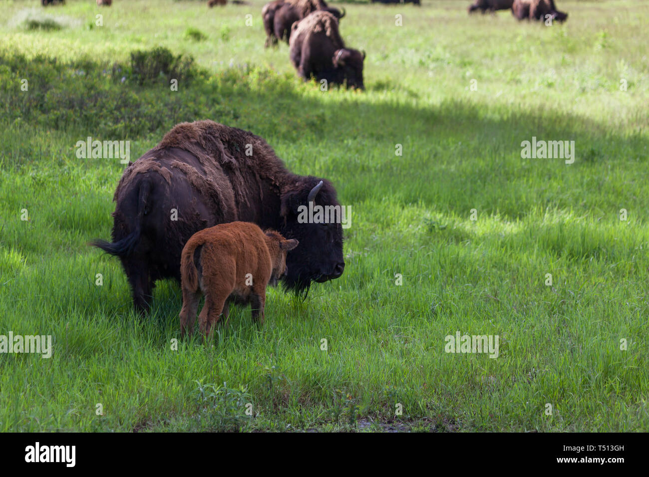 Family members following hi-res stock photography and images - Alamy